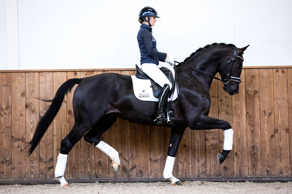 Kjento – Van Olst Horses