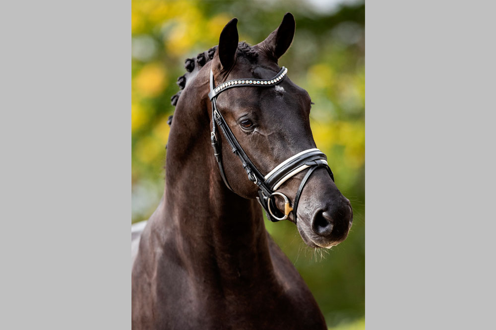 Kjento – Van Olst Horses