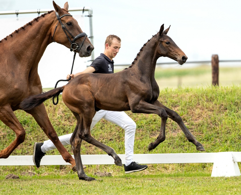 News – Van Olst Horses