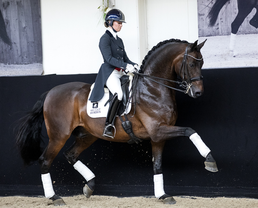 News – Van Olst Horses